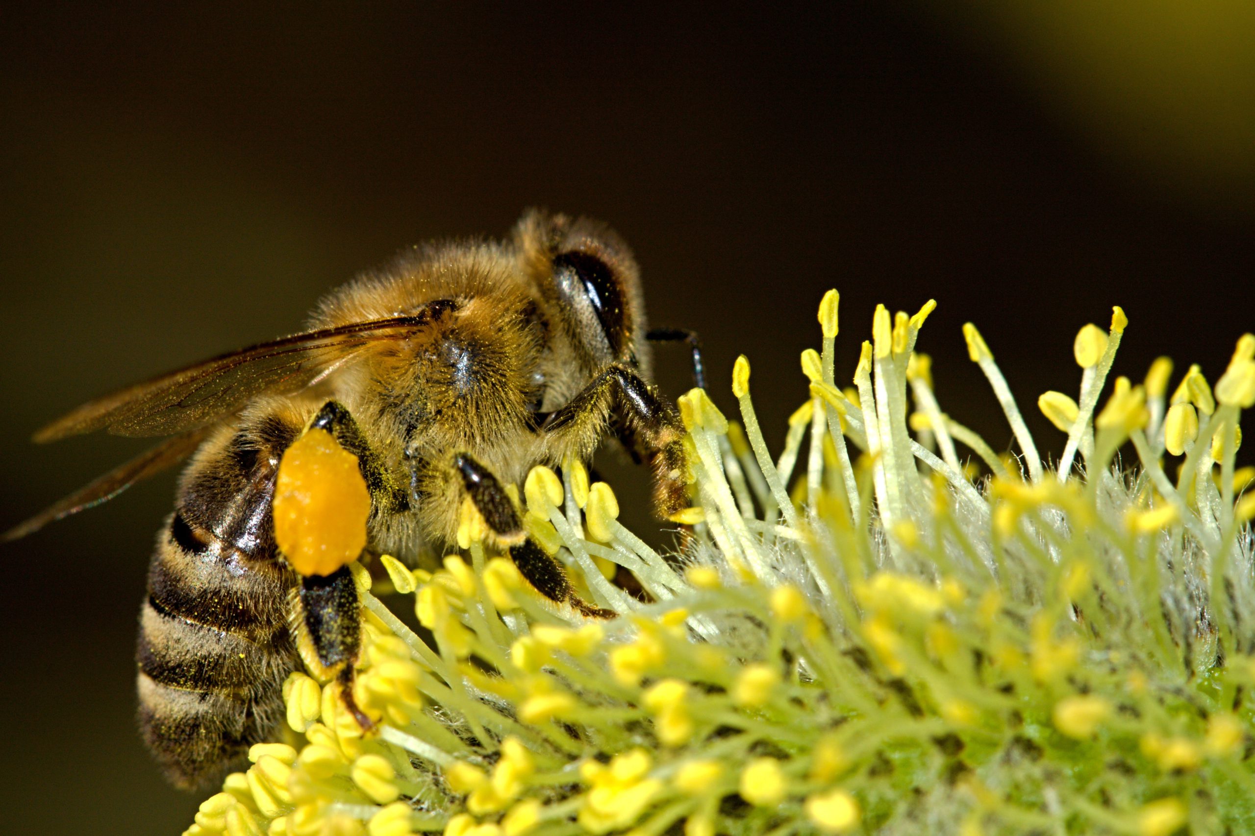 What is Bee Pollen Good For | Nutrition, Health and Wellness | Satia